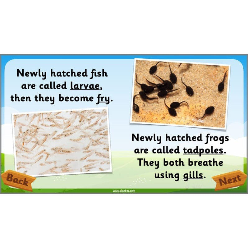 Animals Year 1 | Science Lessons KS1 by PlanBee