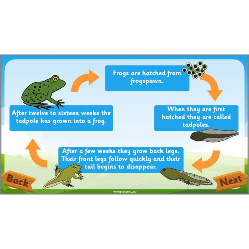 Animals Year 1 | Science Lessons KS1 by PlanBee