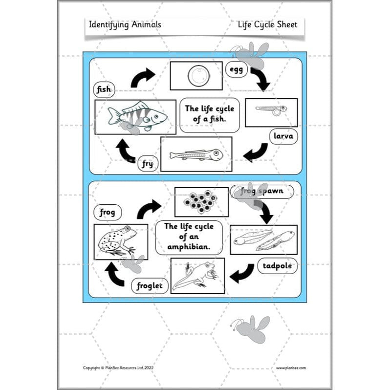 Animals Year 1 | Science Lessons KS1 by PlanBee