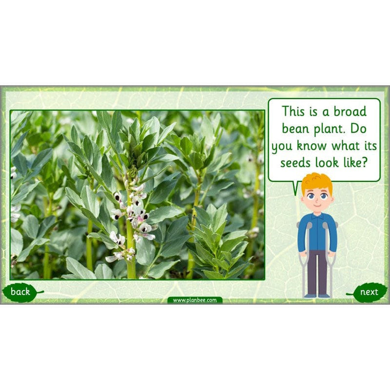 Identifying Plants Year 1 | KS1 Plants Lessons | PlanBee