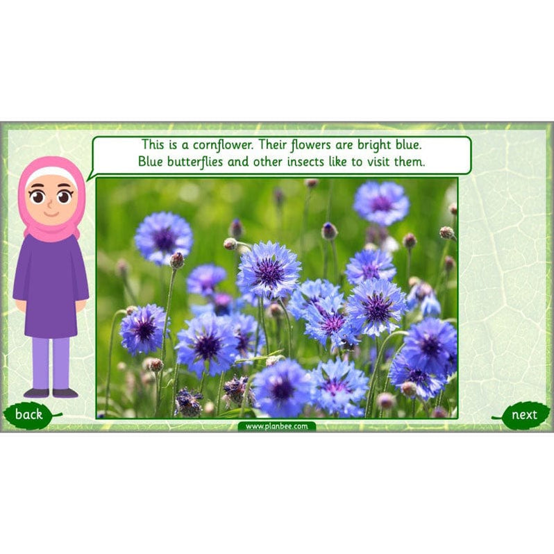 Identifying Plants Year 1 | KS1 Plants Lessons | PlanBee