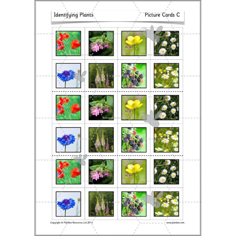 Identifying Plants Year 1 | KS1 Plants Lessons | PlanBee