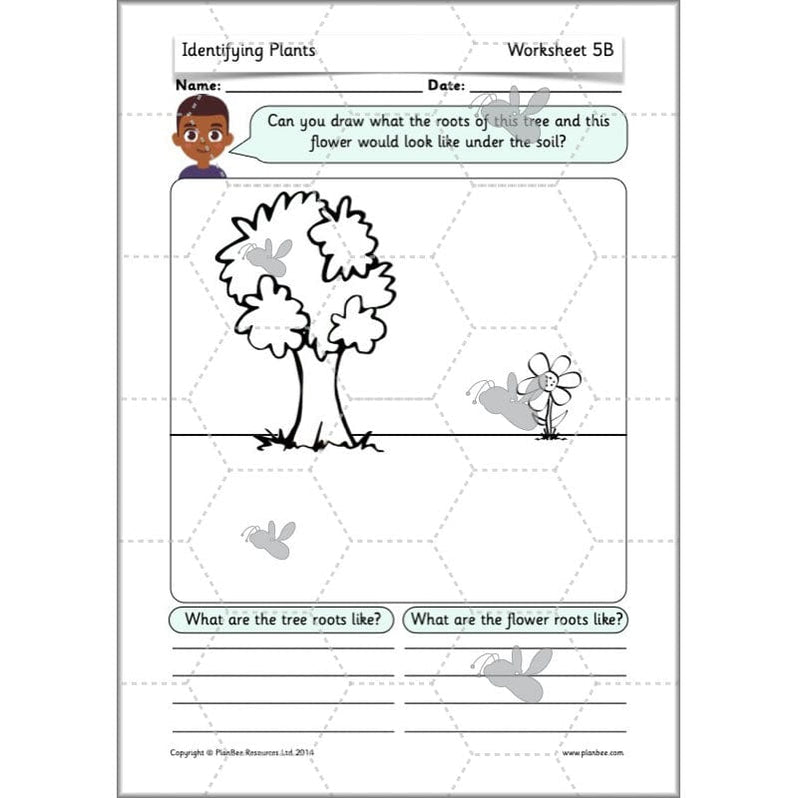 Identifying Plants Year 1 | KS1 Plants Lessons | PlanBee