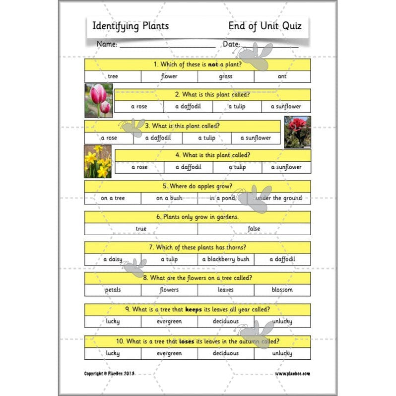 Identifying Plants Year 1 | KS1 Plants Lessons | PlanBee