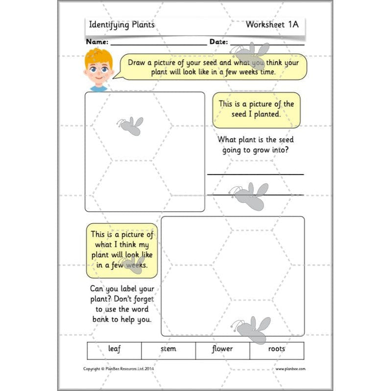 Identifying Plants Year 1 | KS1 Plants Lessons | PlanBee