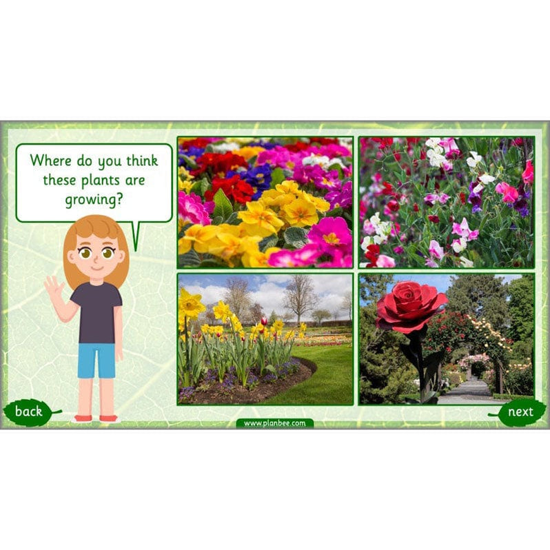 Identifying Plants Year 1 | KS1 Plants Lessons | PlanBee
