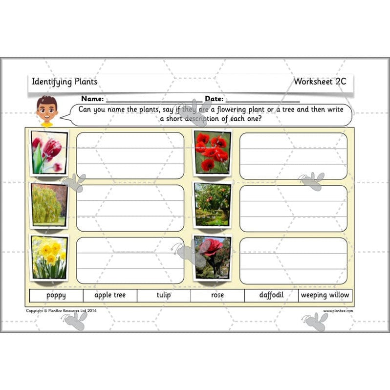 Identifying Plants Year 1 | KS1 Plants Lessons | PlanBee