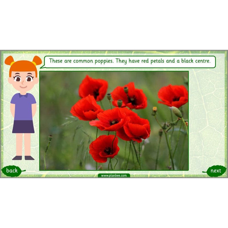 Identifying Plants Year 1 | KS1 Plants Lessons | PlanBee