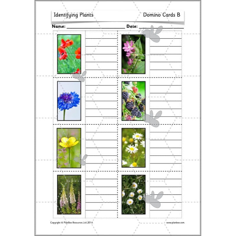 Identifying Plants Year 1 | KS1 Plants Lessons | PlanBee