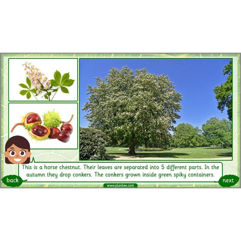 Identifying Plants Year 1 | KS1 Plants Lessons | PlanBee