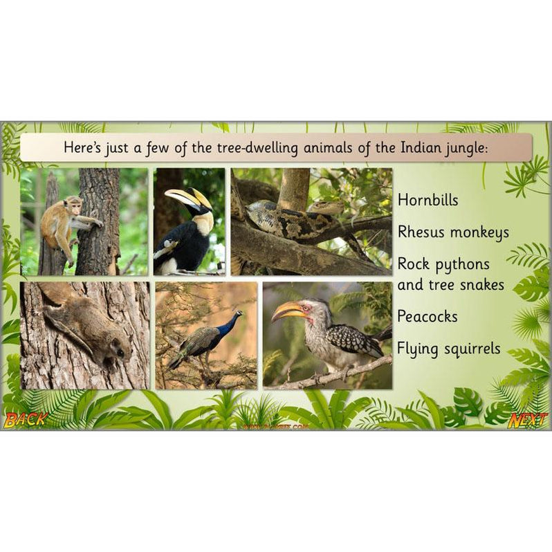 Tropical Jungle Activities for KS1 Geography by PlanBee