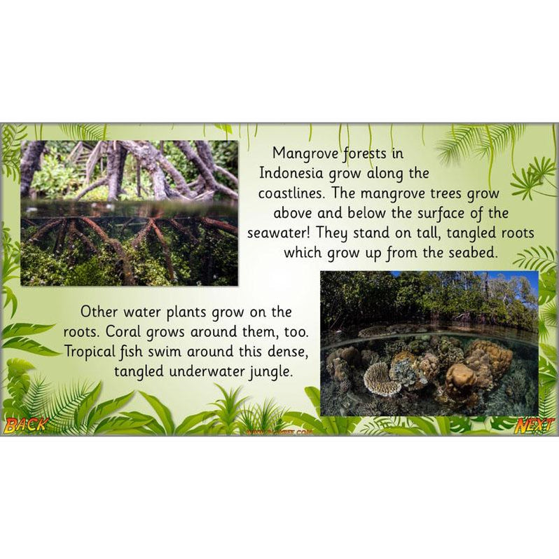 Tropical Jungle Activities for KS1 Geography by PlanBee