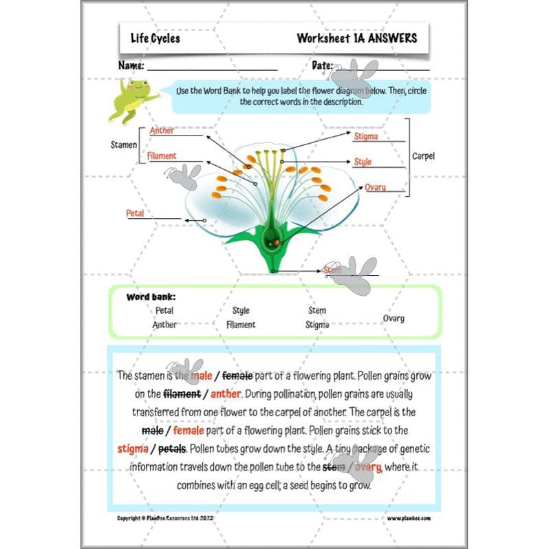 Living Things and Habitats Life Cycles KS2 Science PlanBee