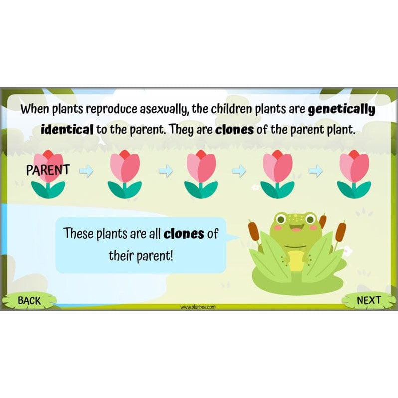 Living Things and Habitats Life Cycles KS2 Science PlanBee
