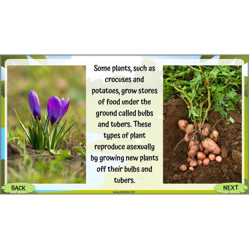 Living Things and Habitats Life Cycles KS2 Science PlanBee