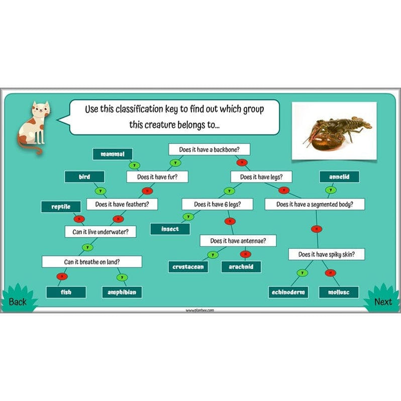 Living Things and their Habitats Year 4 Science Lessons — PlanBee