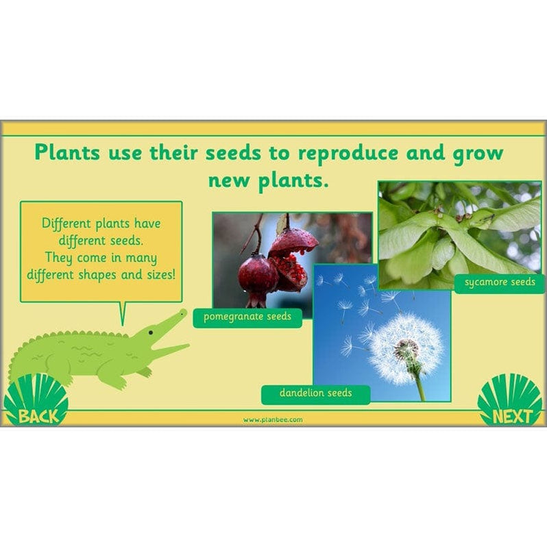 Living Things and Their Habitats Year 2 Resources — PlanBee