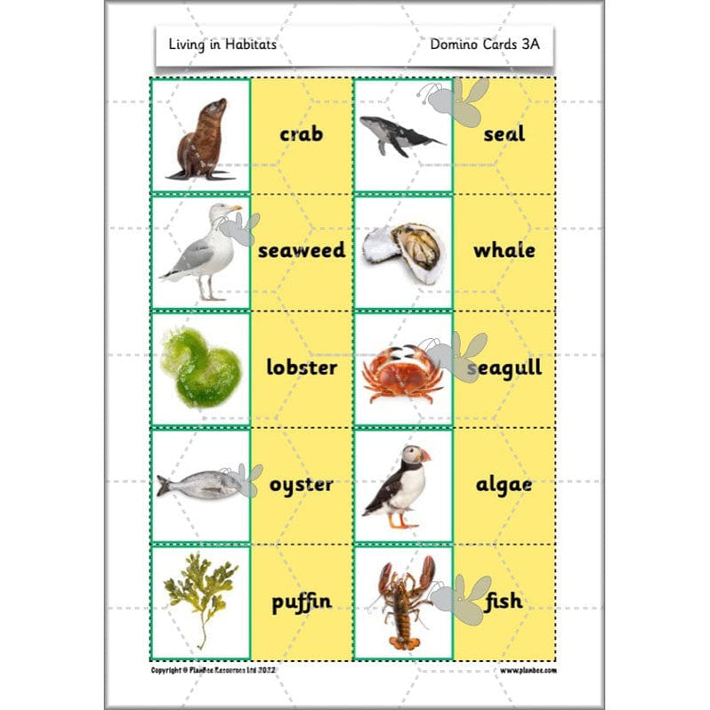 Living Things and Their Habitats Year 2 Resources — PlanBee