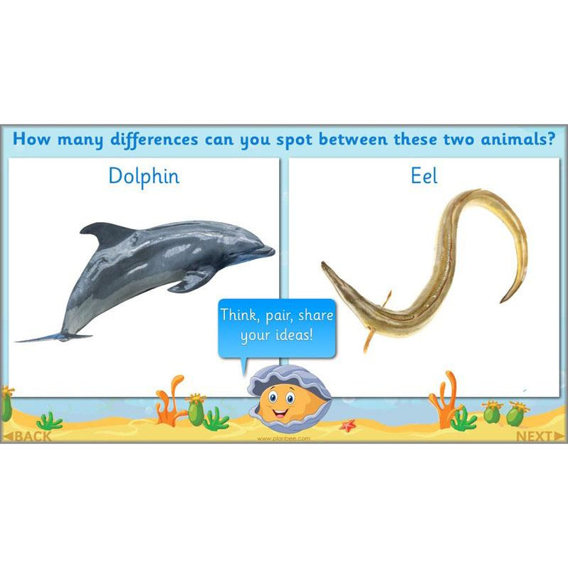 FREE Under the Sea KS1 Ocean Animals lesson pack | PlanBee