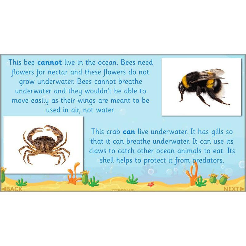 FREE Under the Sea KS1 Ocean Animals lesson pack | PlanBee