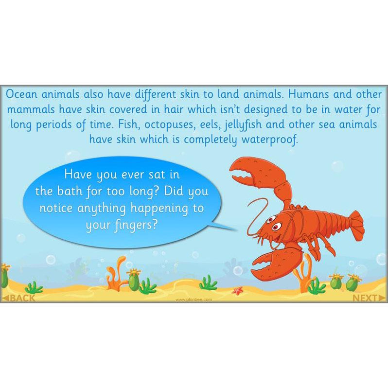 FREE Under the Sea KS1 Ocean Animals lesson pack | PlanBee