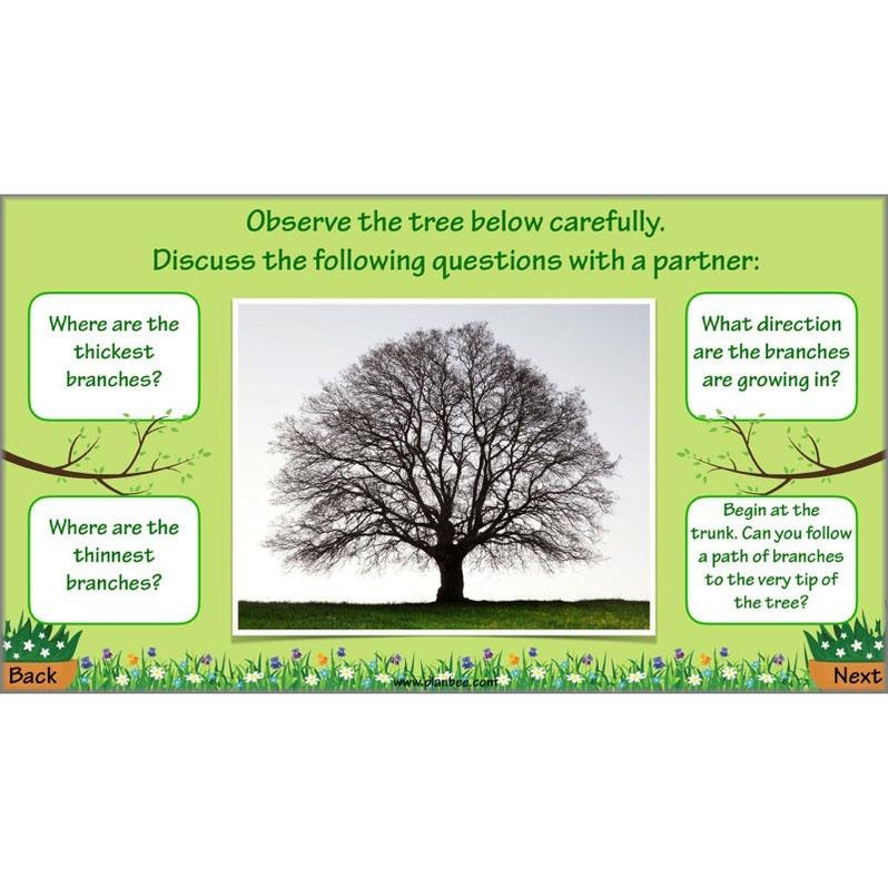 Plant Art Lessons Year 3 & Year 4 PlanBee Art scheme of work