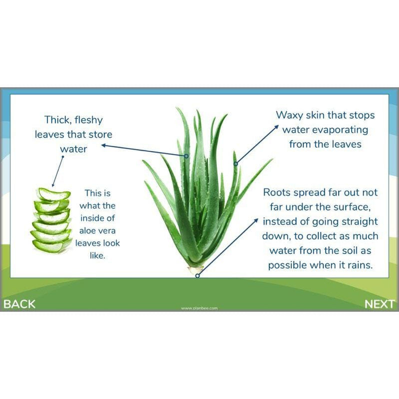 Plants of the World: Plants KS2 Geography lessons by PlanBee