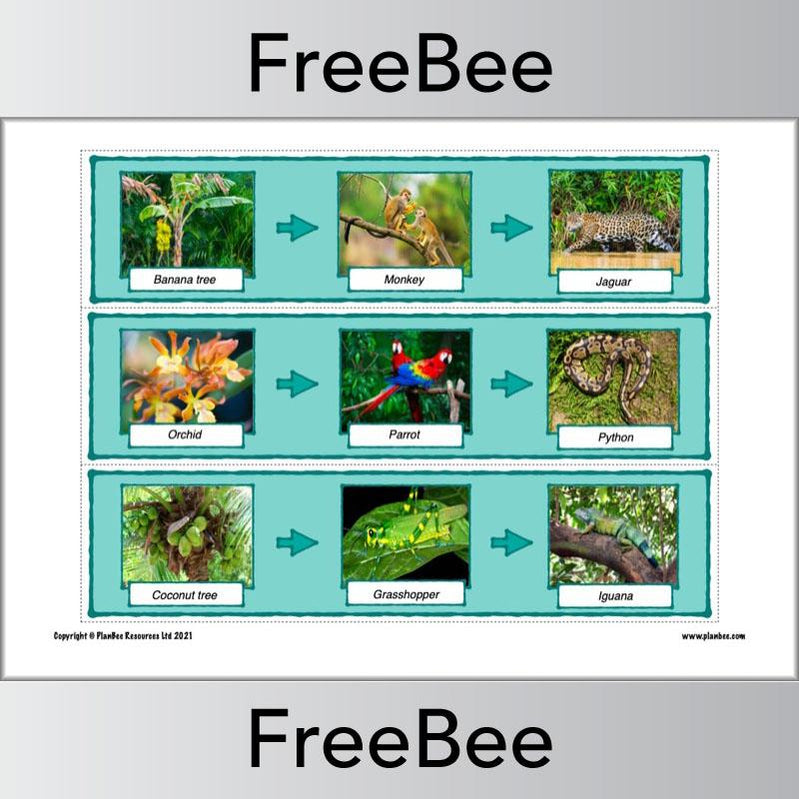 Rainforest Teaching Resources for KS2 and KS1 by PlanBee