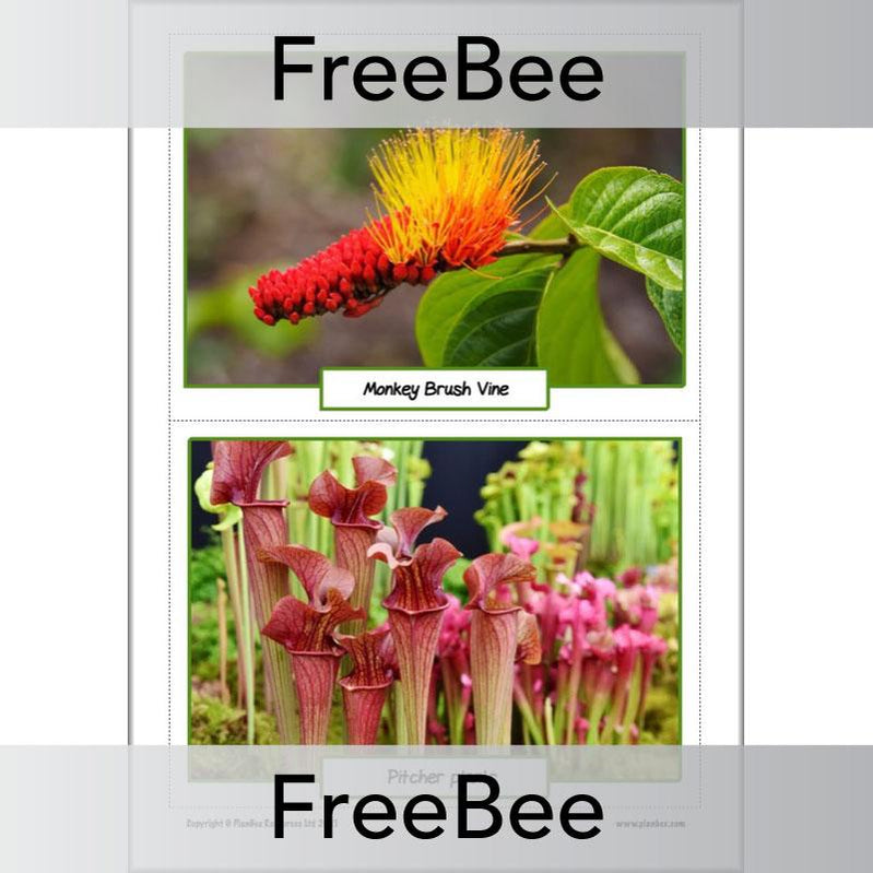 Rainforest Teaching Resources for KS2 and KS1 by PlanBee