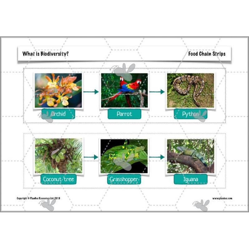 Biodiversity KS2 ESR Lesson What is Biodiversity? by PlanBee